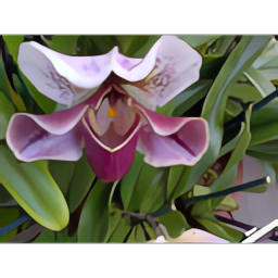 LSZ Communications | Nombase CPG Company Database