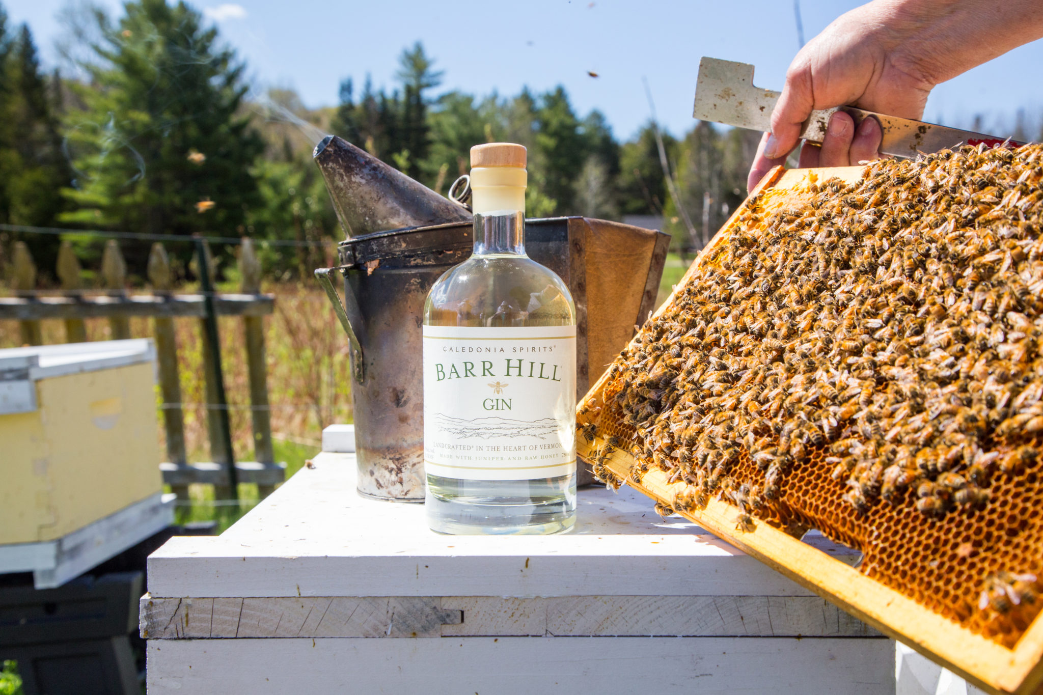 Barr Hill Gin Announces Charitable Initiative 'Bee's Knees Week' To ...